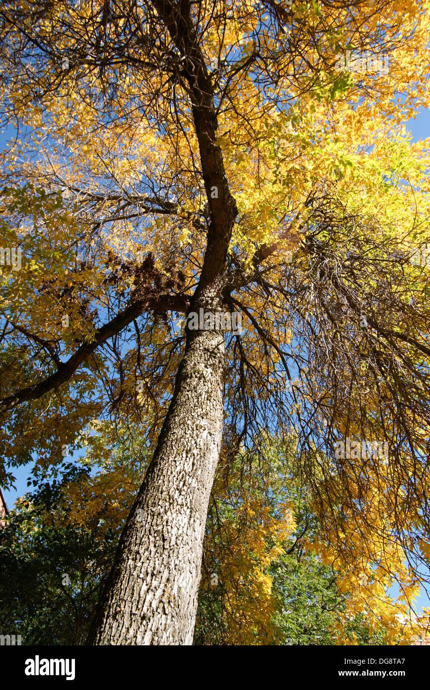 Tree with autumn leaves, vertical perspective Stock Photo - Alamy