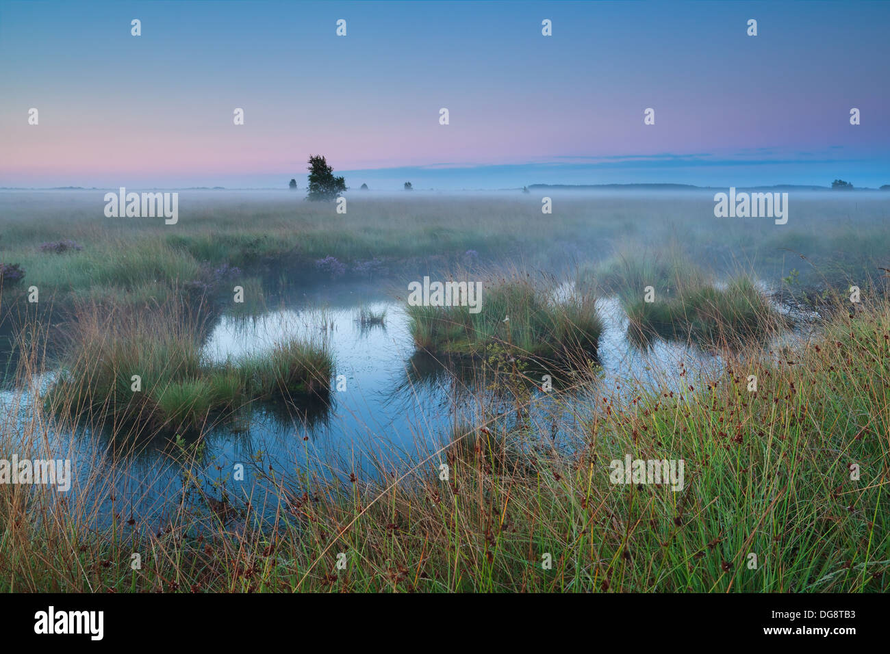 Swamp lake bog sunrise pink hi-res stock photography and images - Alamy