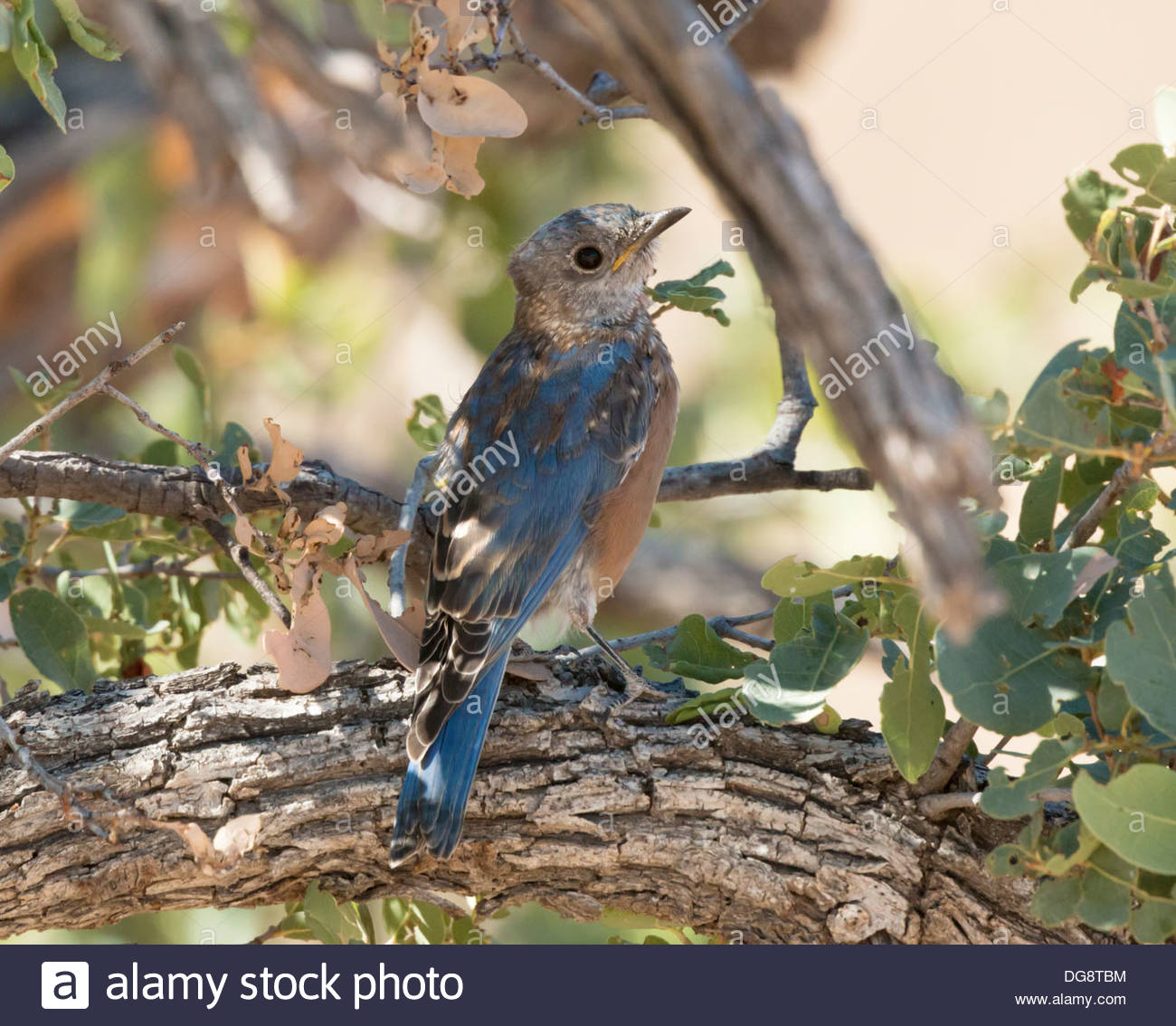 Juvenile Bluebird High Resolution Stock Photography and Images - Alamy