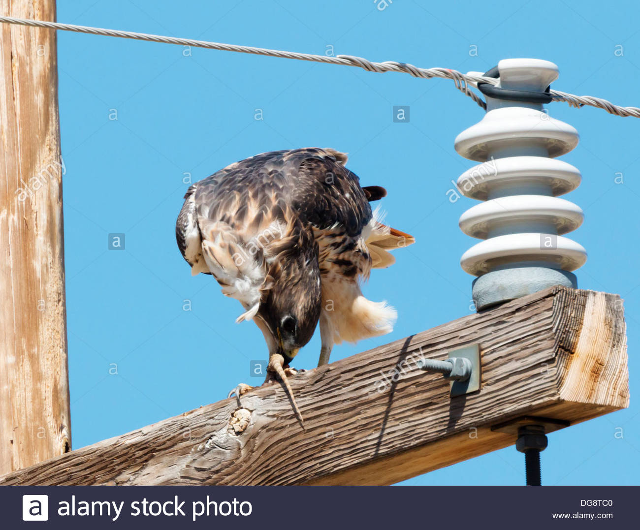 Bird Eating Lizard High Resolution Stock Photography and Images - Alamy