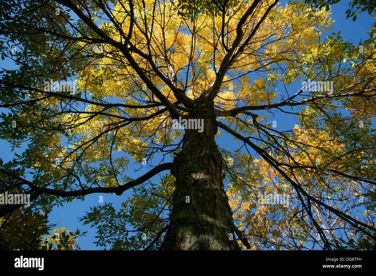 Tree with fall foliage hi-res stock photography and images - Alamy