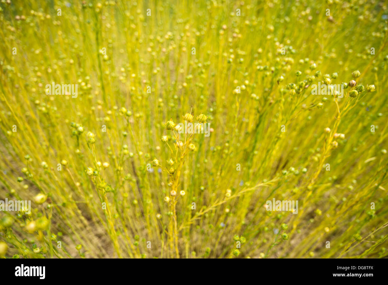 Grow flax hi-res stock photography and images - Alamy