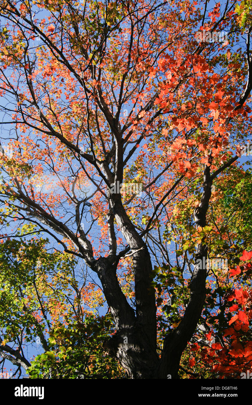 Tree with fall foliage hi-res stock photography and images - Alamy