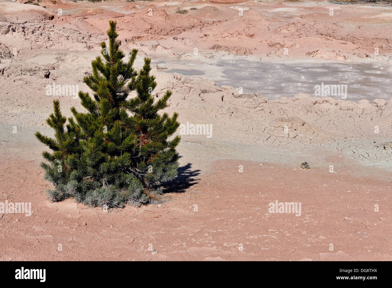 A pine tree at the edge of the bubbling mud at Fountain Paint Pots ...