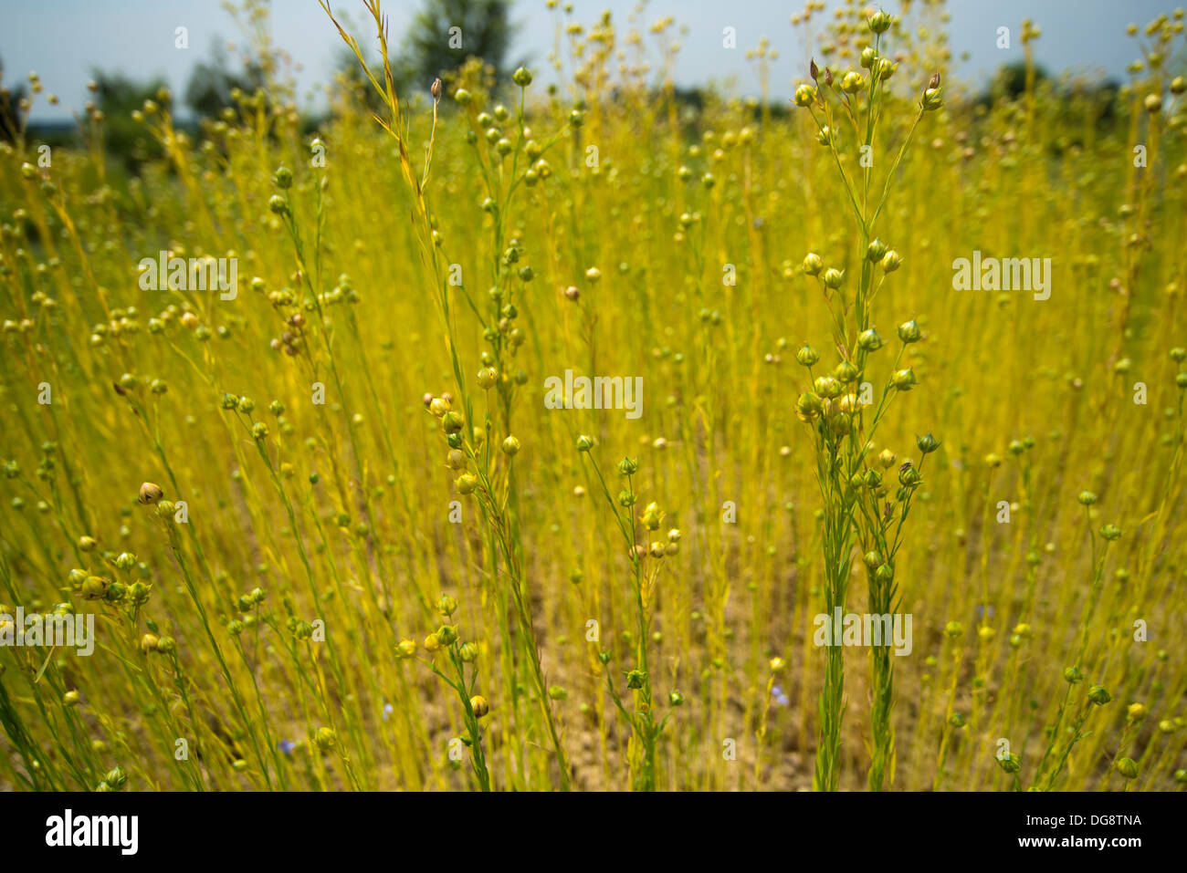 Grow flax hi-res stock photography and images - Alamy