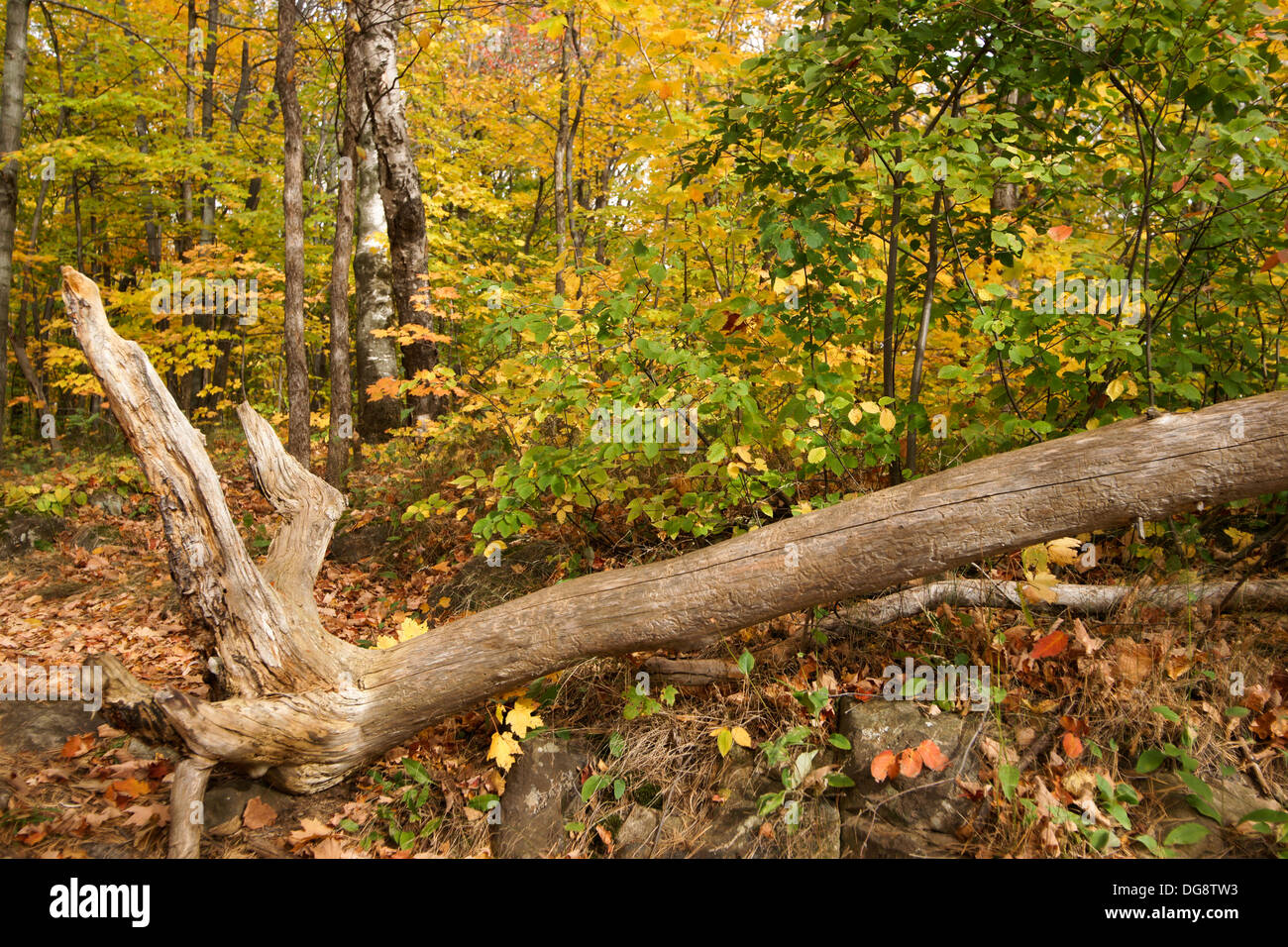 Uprooted tree in autumn hi-res stock photography and images - Alamy