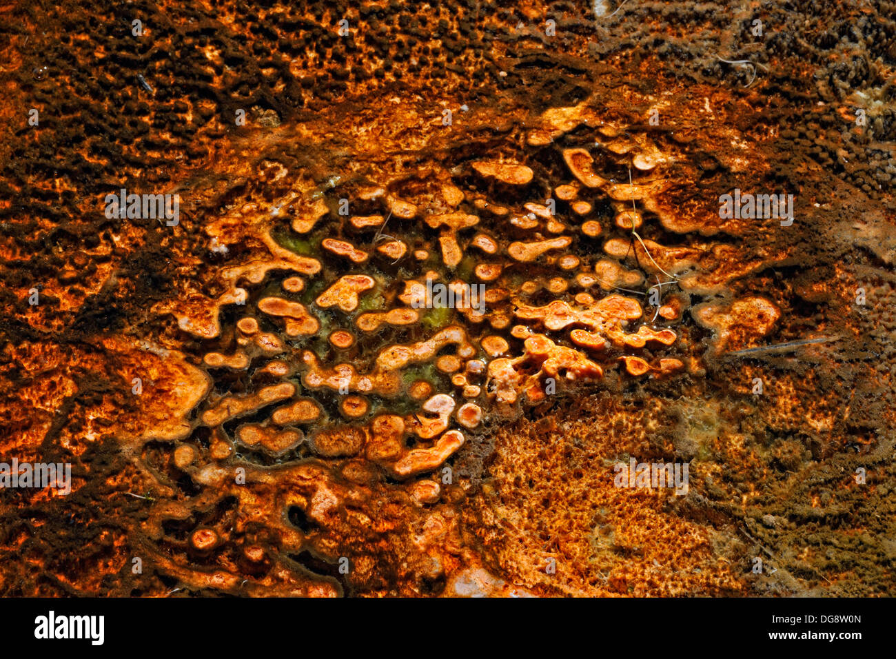 Thermophilic algae and cyanobacteria colonies in a thermal vent outflow ...