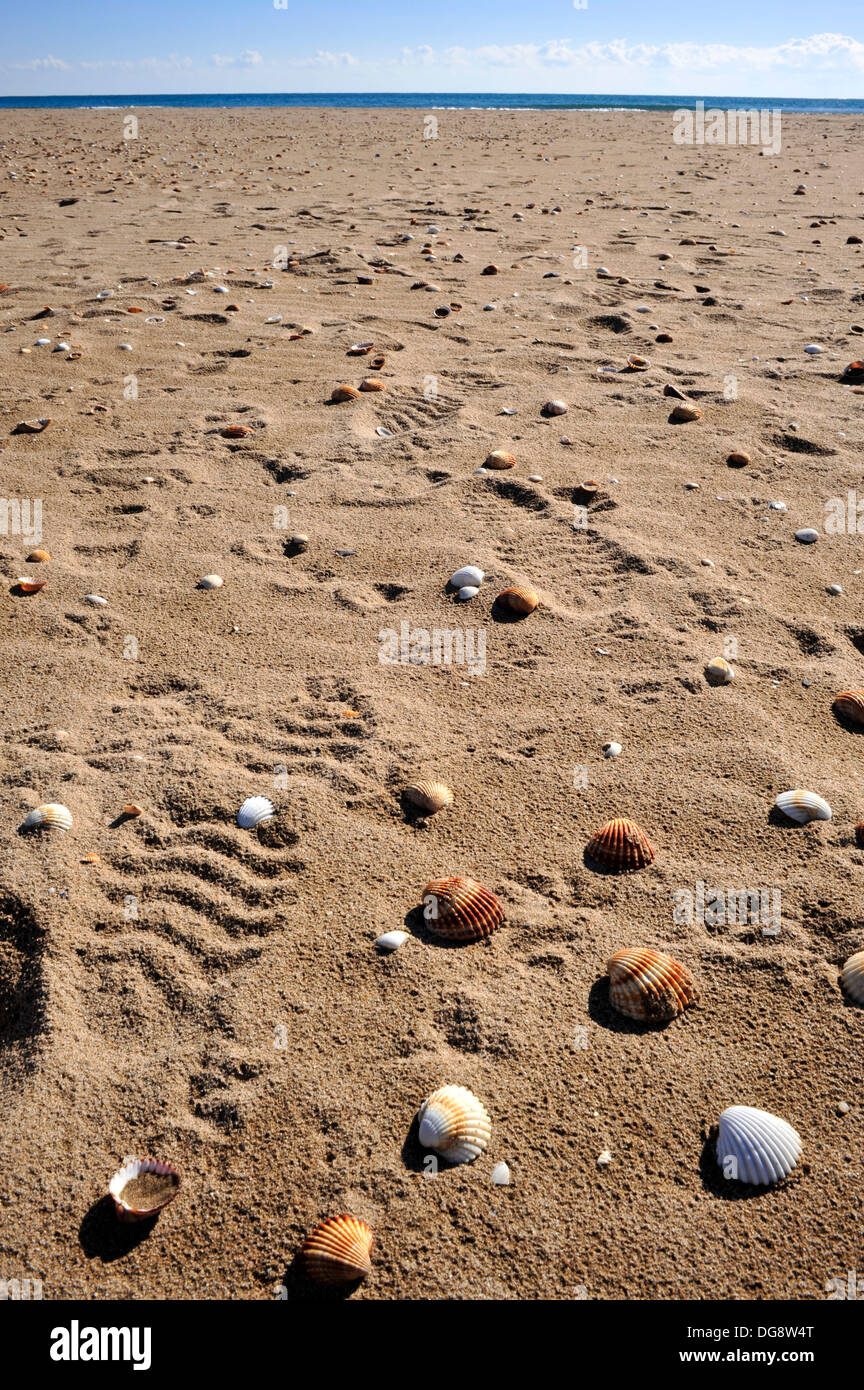 Conchas en la playa hi-res stock photography and images - Alamy