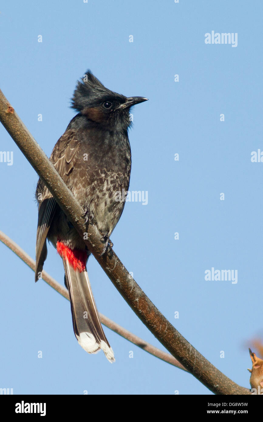 Introduced birds of hawaii hi-res stock photography and images - Alamy