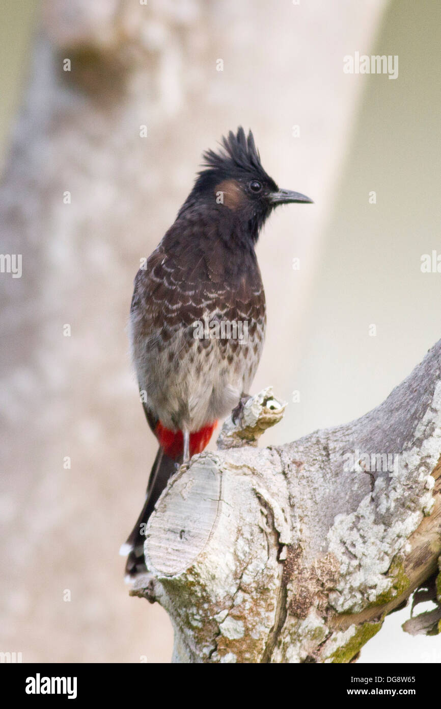 Red-Vented Bulbul (Pycnonotus cafer) Oahu,Hawaii Stock Photo - Alamy