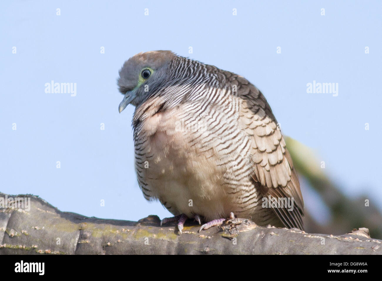 Zebra Dove (Geopelia striata) Oahu,Hawaii Stock Photo - Alamy