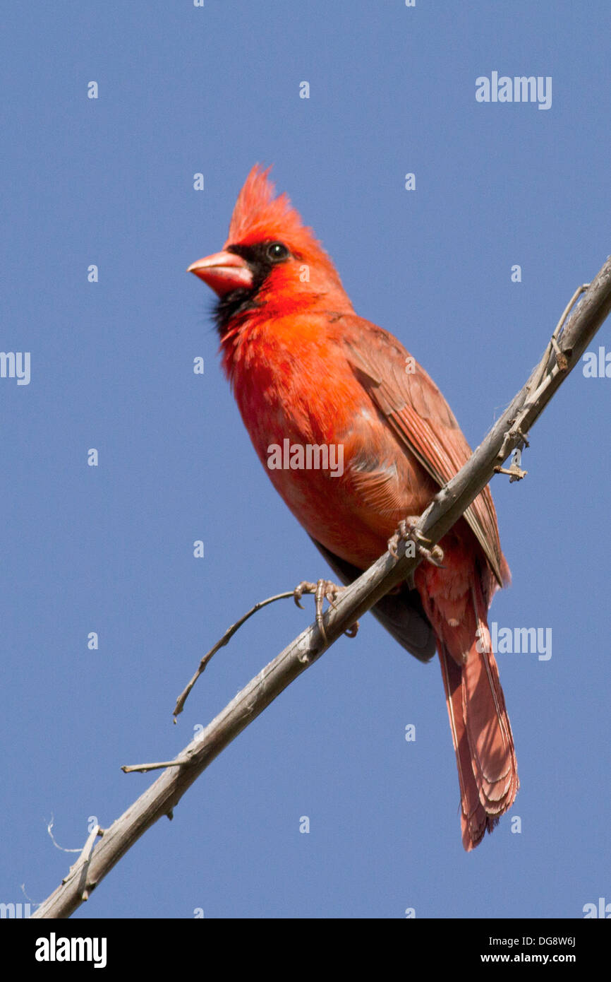Northern Cardianal male (Cardinalis cardinalis) Oahu,Hawaii Stock Photo ...