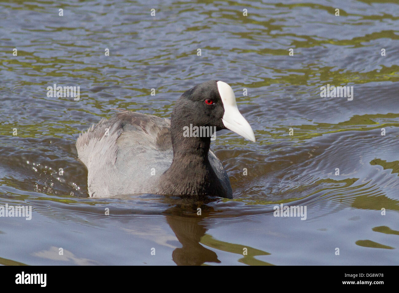 Hawaiian Coot called Alae ke'oke'o in Hawaiian (Fulica alai) Oahu ...