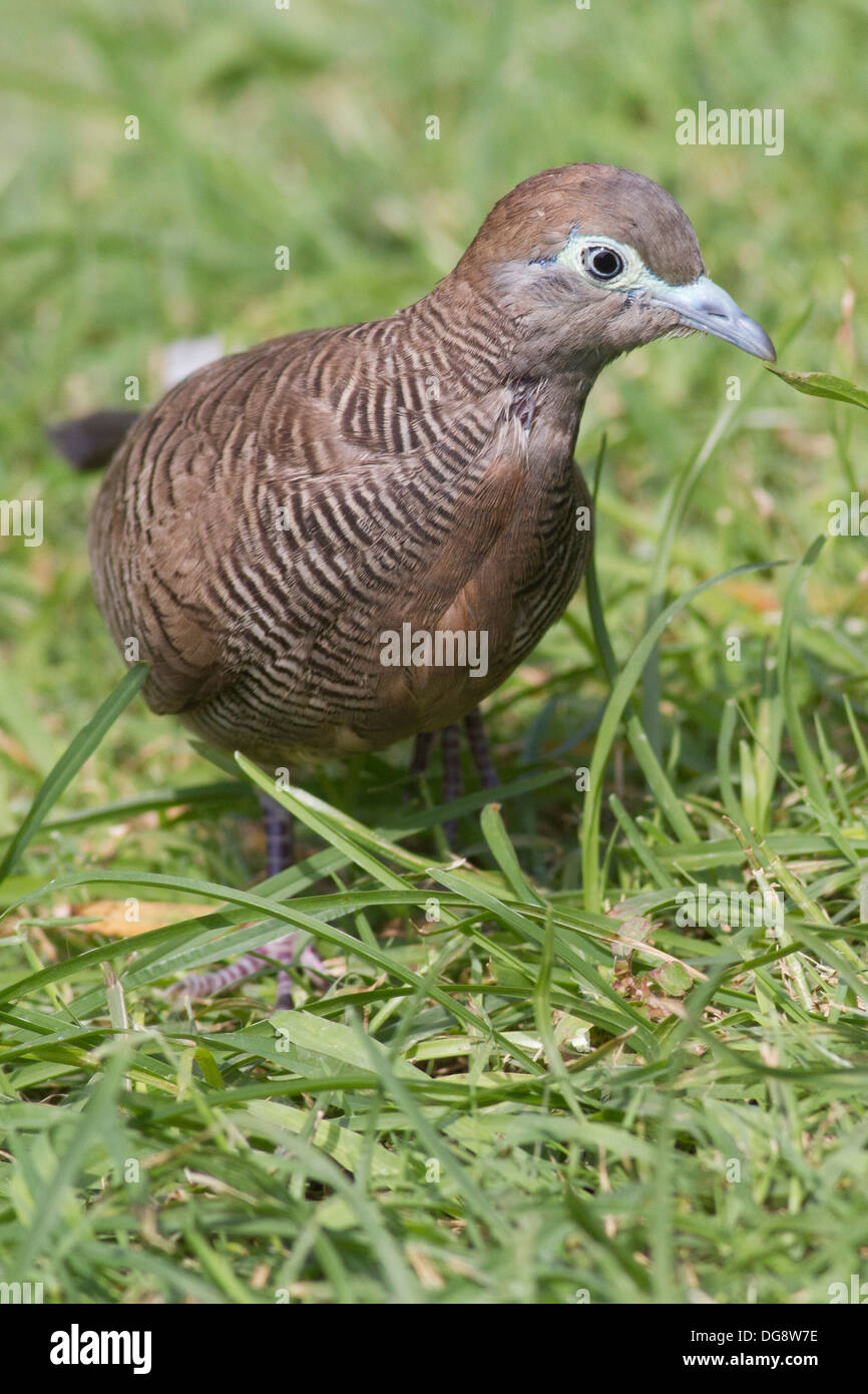 Zebra Dove also called Barred Dove (Geopelia striata) Oahu,Hawaii Stock ...