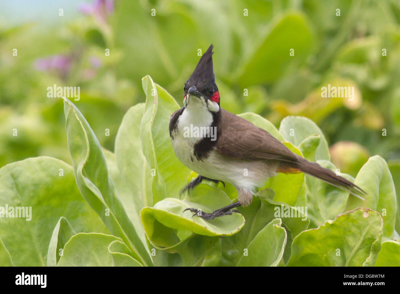 Pycnonotus jocosus hawaii hi-res stock photography and images - Alamy