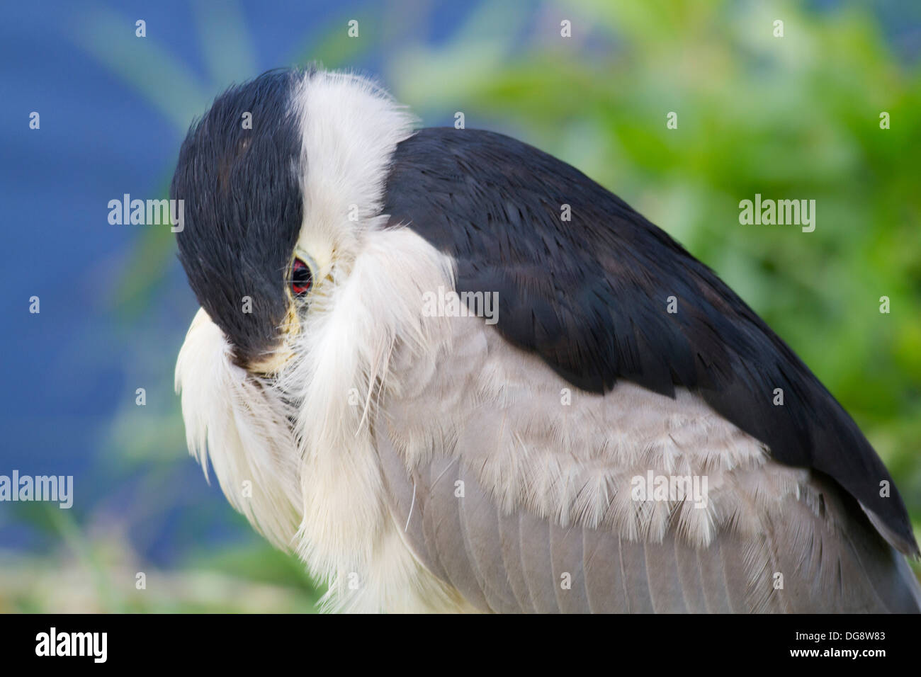 Black crowned night heron hawaii hi-res stock photography and images ...