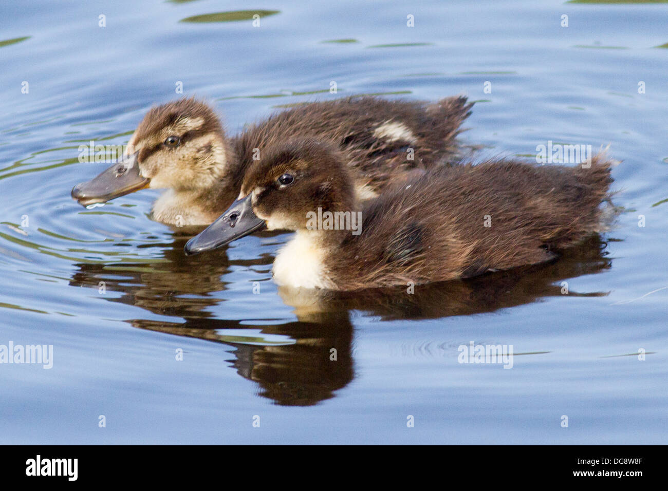 Koloa duck hi-res stock photography and images - Alamy