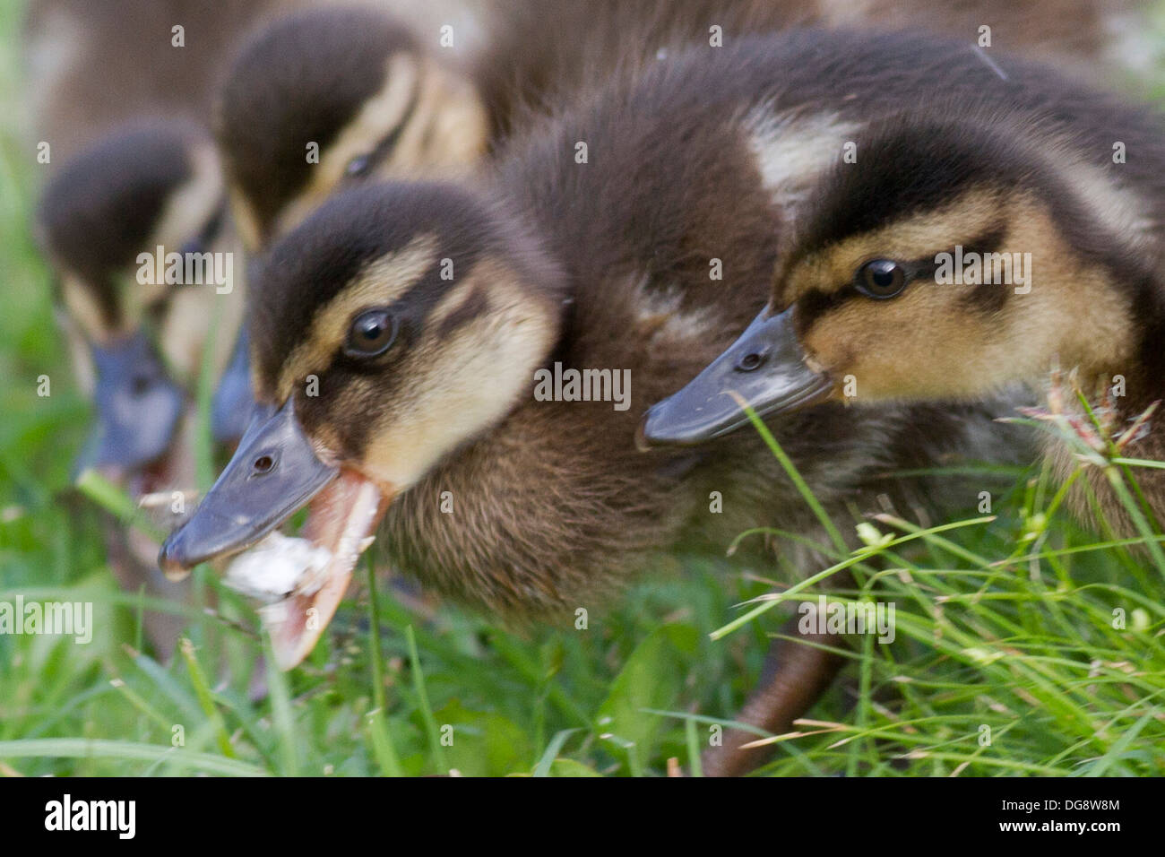 Ducking tries to eat a cigarette butt (Anas sp.) Oahu,Hawaii Stock ...