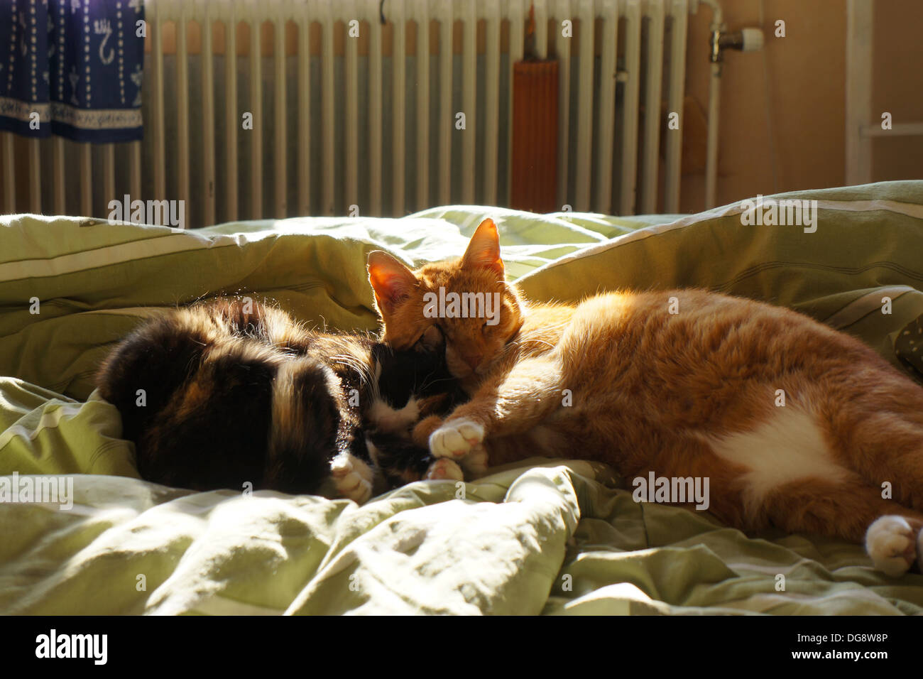 Cats rest in bed Stock Photo - Alamy