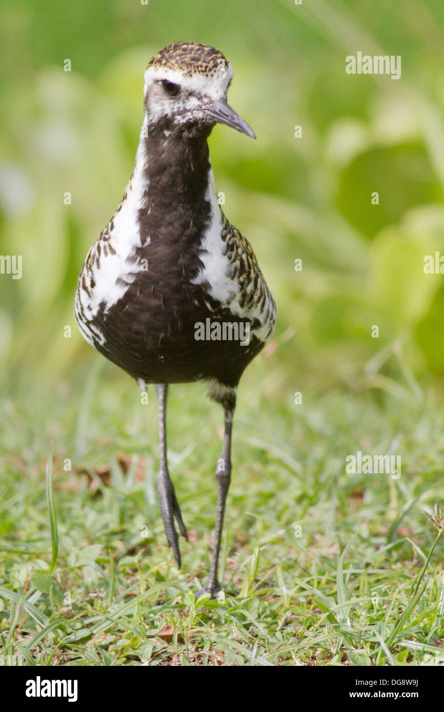 Pacific Golden-Plover also called Kolea in breeding plummage (Pluvialis ...