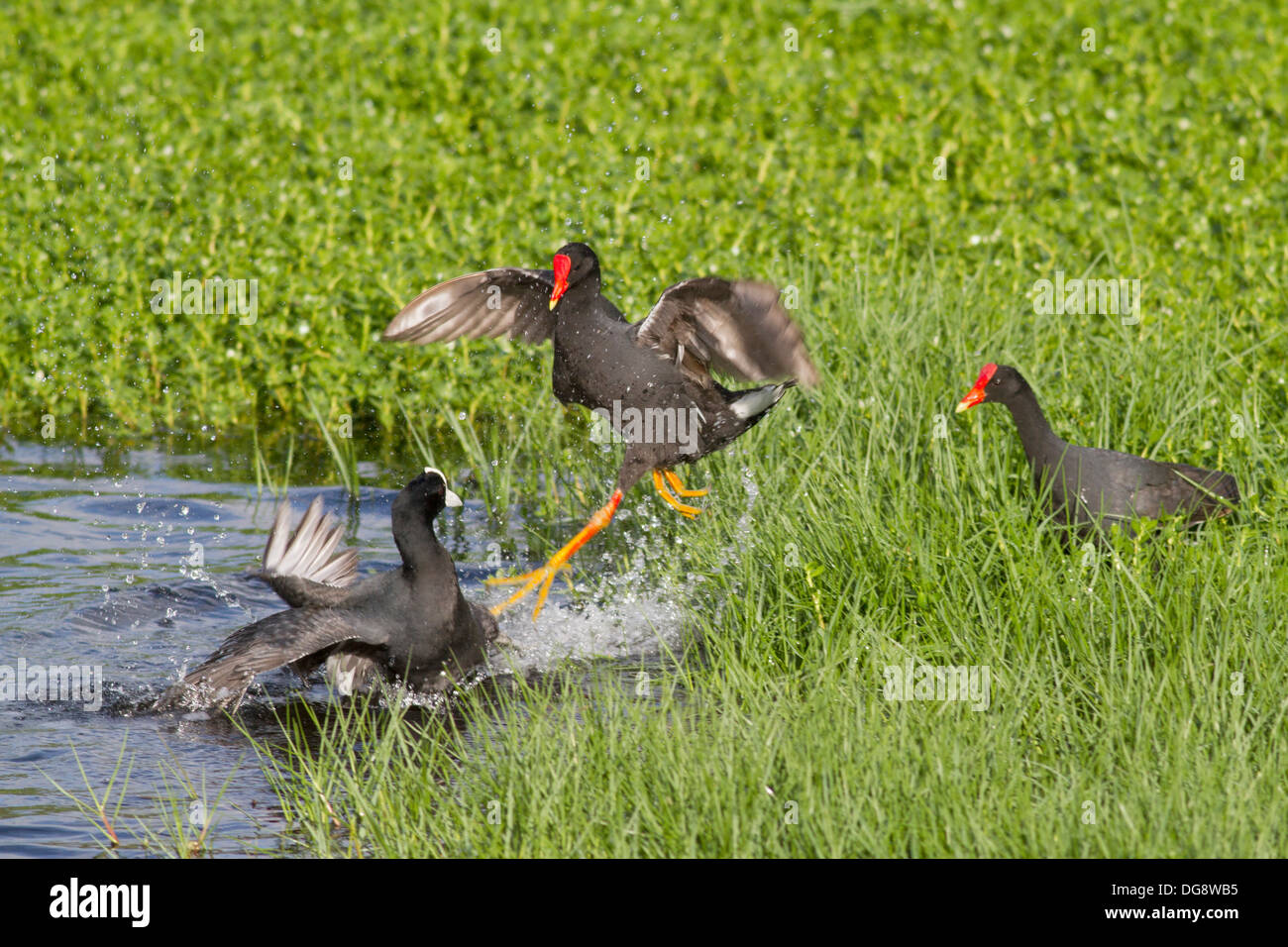 Hawaiian endangered bird species hi-res stock photography and images ...
