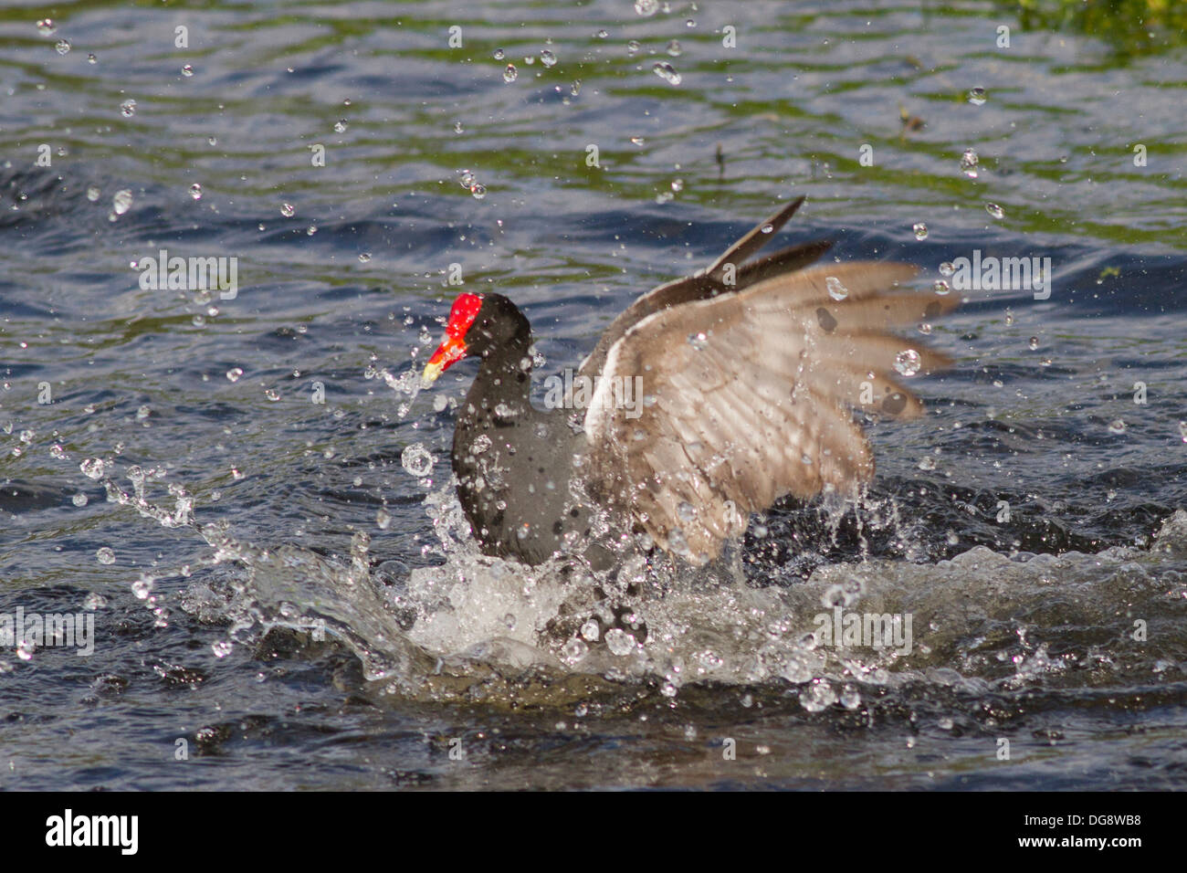 Hawaiian Moorhen called Alae'ula in Hawaiian creates a splash as tries ...