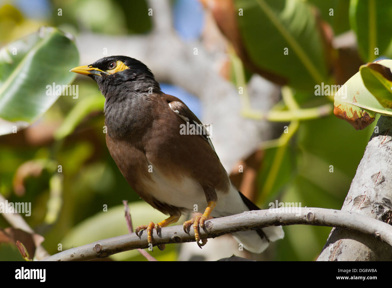 Common Myna (Acridotheres tristis) Oahn,Hawaii Stock Photo - Alamy