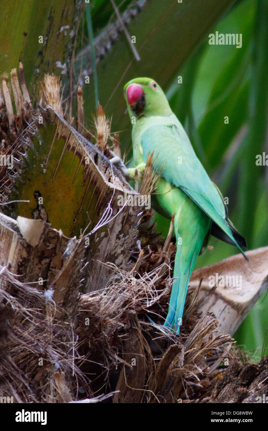 Rose ringed parakeet hawaii hi-res stock photography and images - Alamy