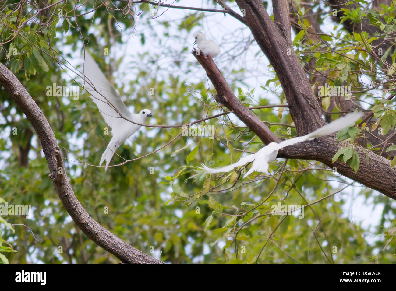 Ternfairy hi-res stock photography and images - Alamy