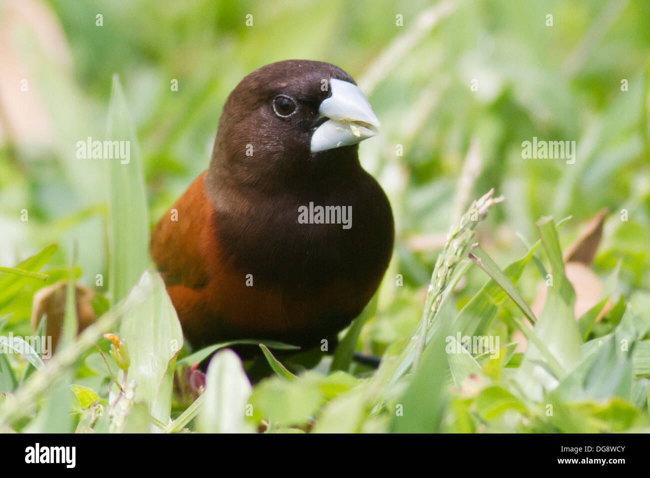 Chestnut munia hi-res stock photography and images - Alamy