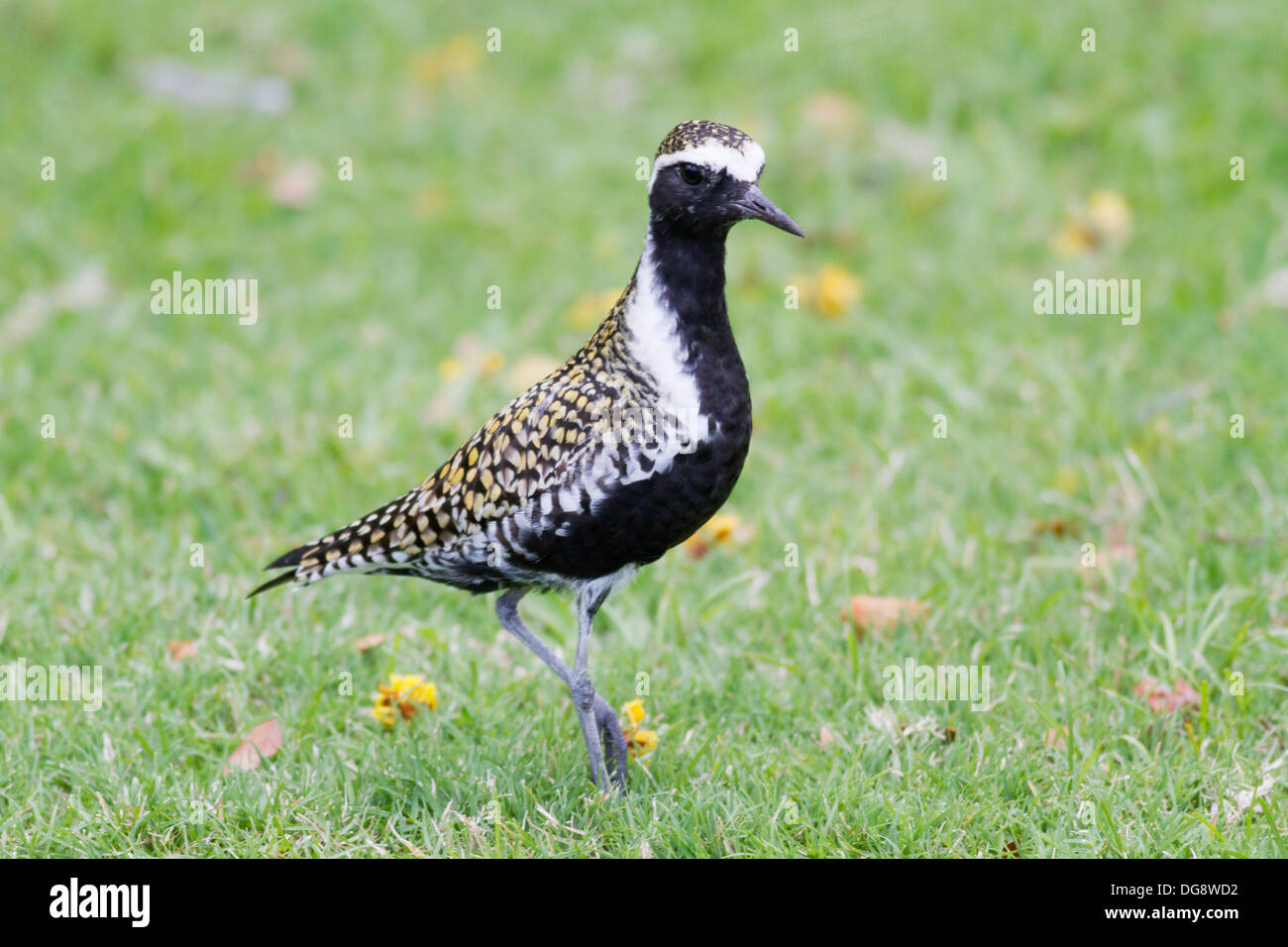 Pacific Golden-Plover also called Kolea in breeding plummage (Pluvialis ...