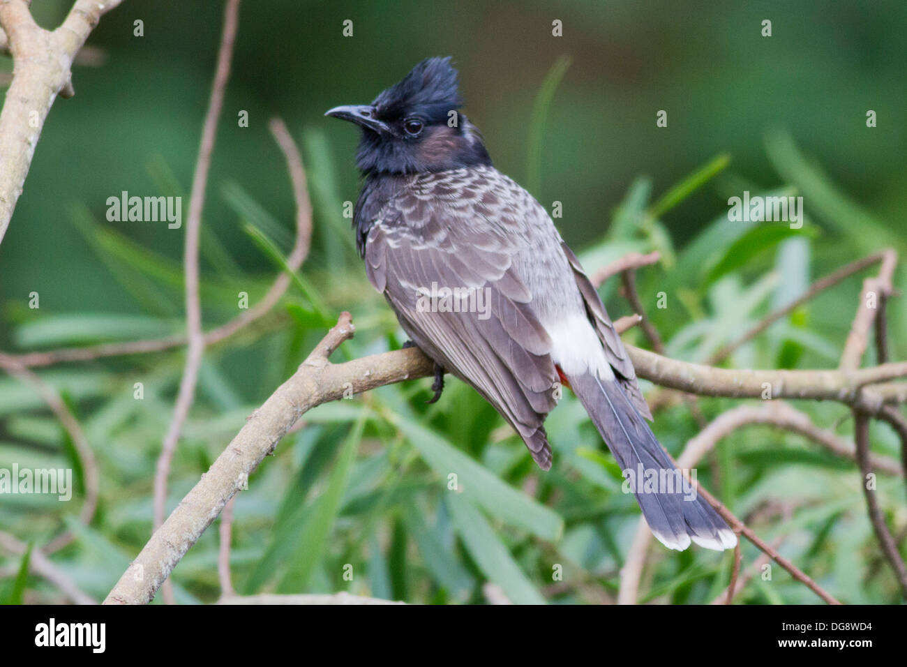 Red-Vented Bulbul (Pycnonotus cafer) Oahu,Hawaii Stock Photo - Alamy