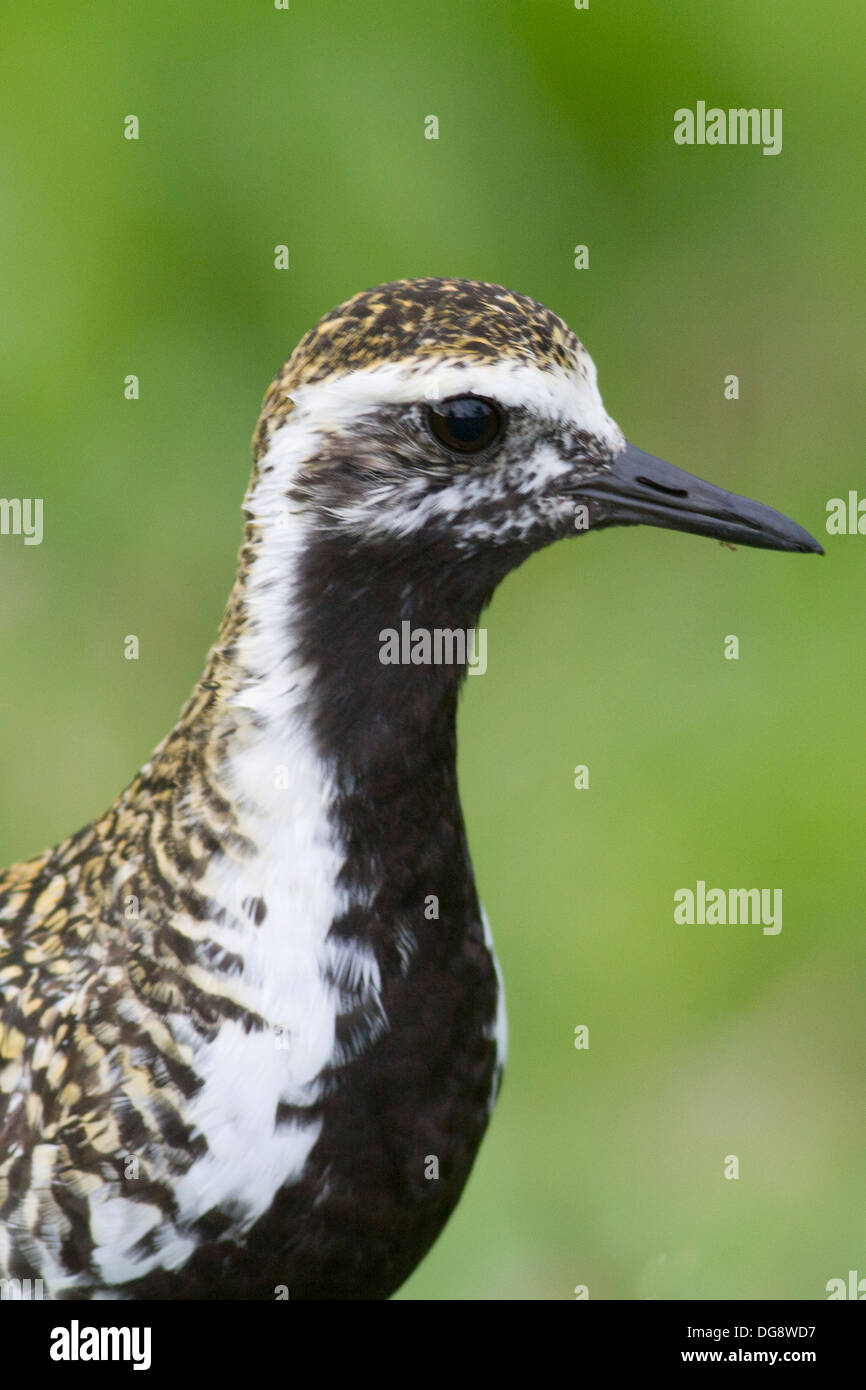Pacific Golden-Plover also called Kolea in breeding plummage-closeup ...