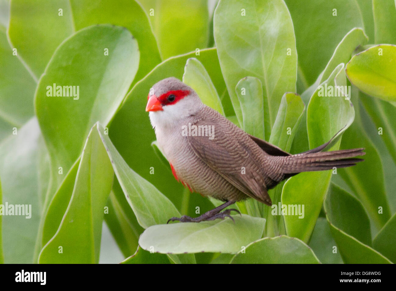 Common waxbill hi-res stock photography and images - Alamy