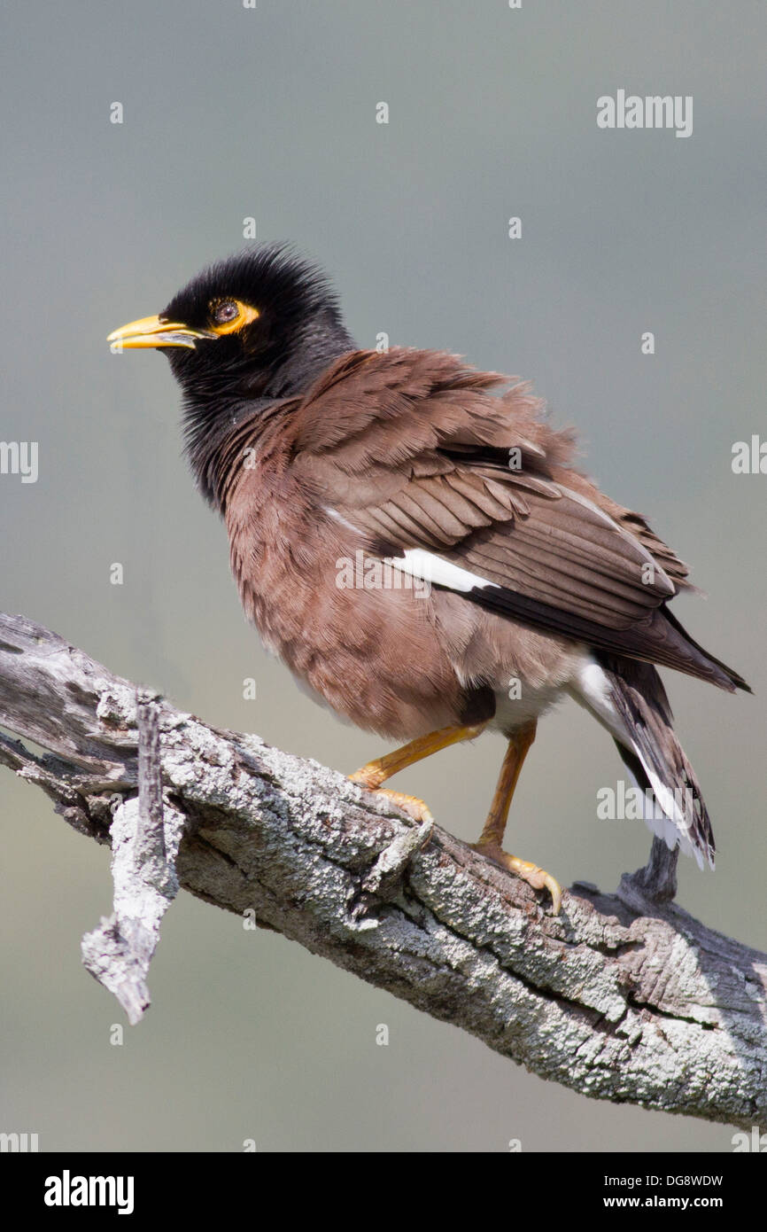 Common Myna (Acridotheres tristis) Oahn,Hawaii Stock Photo - Alamy