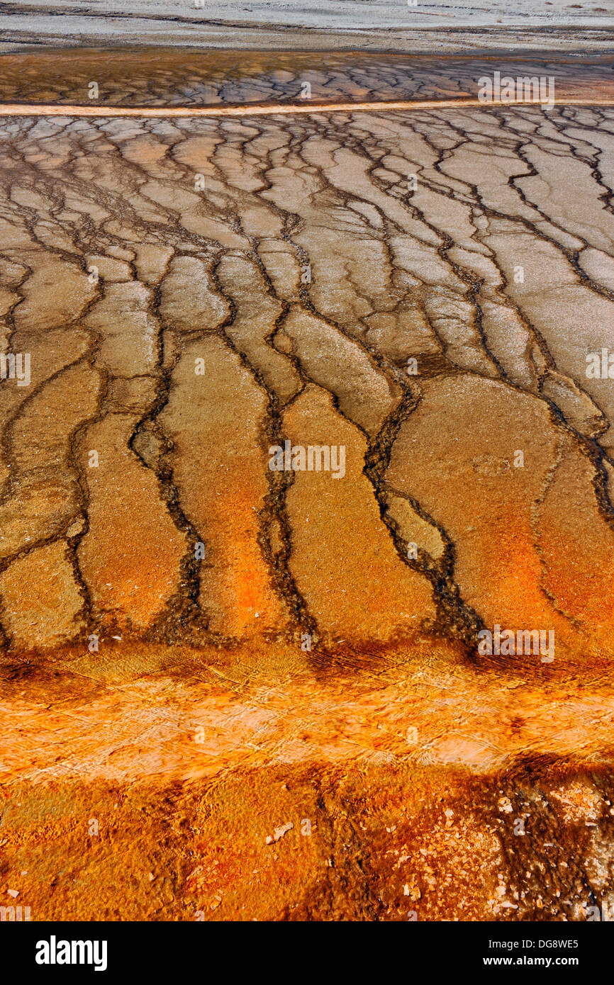 Thermophilic algae colonies near Grand Prismatic Spring in the Midway ...