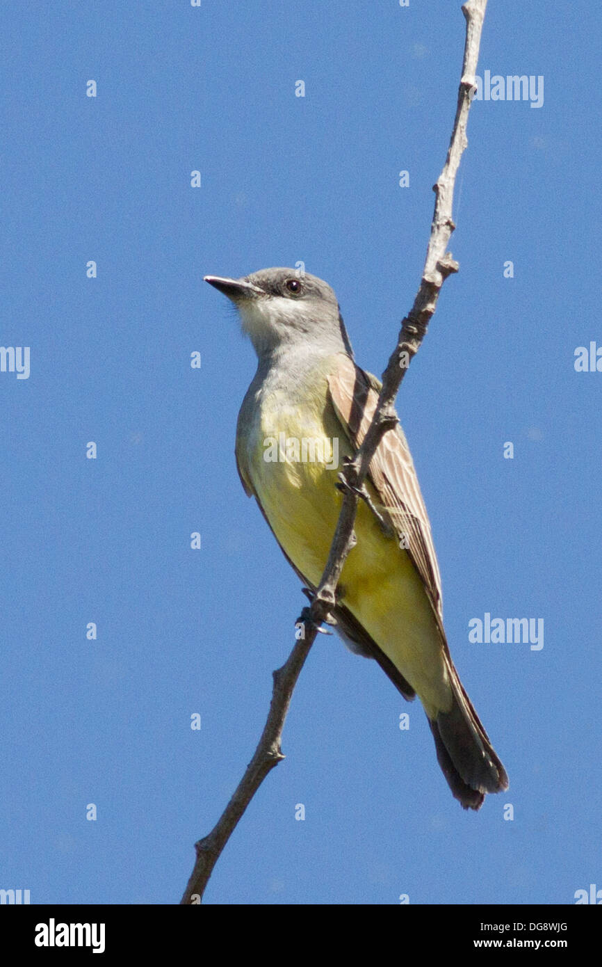 Western Kingbird.(Tyrannus verticalis).San Joaquin Reserve,California ...