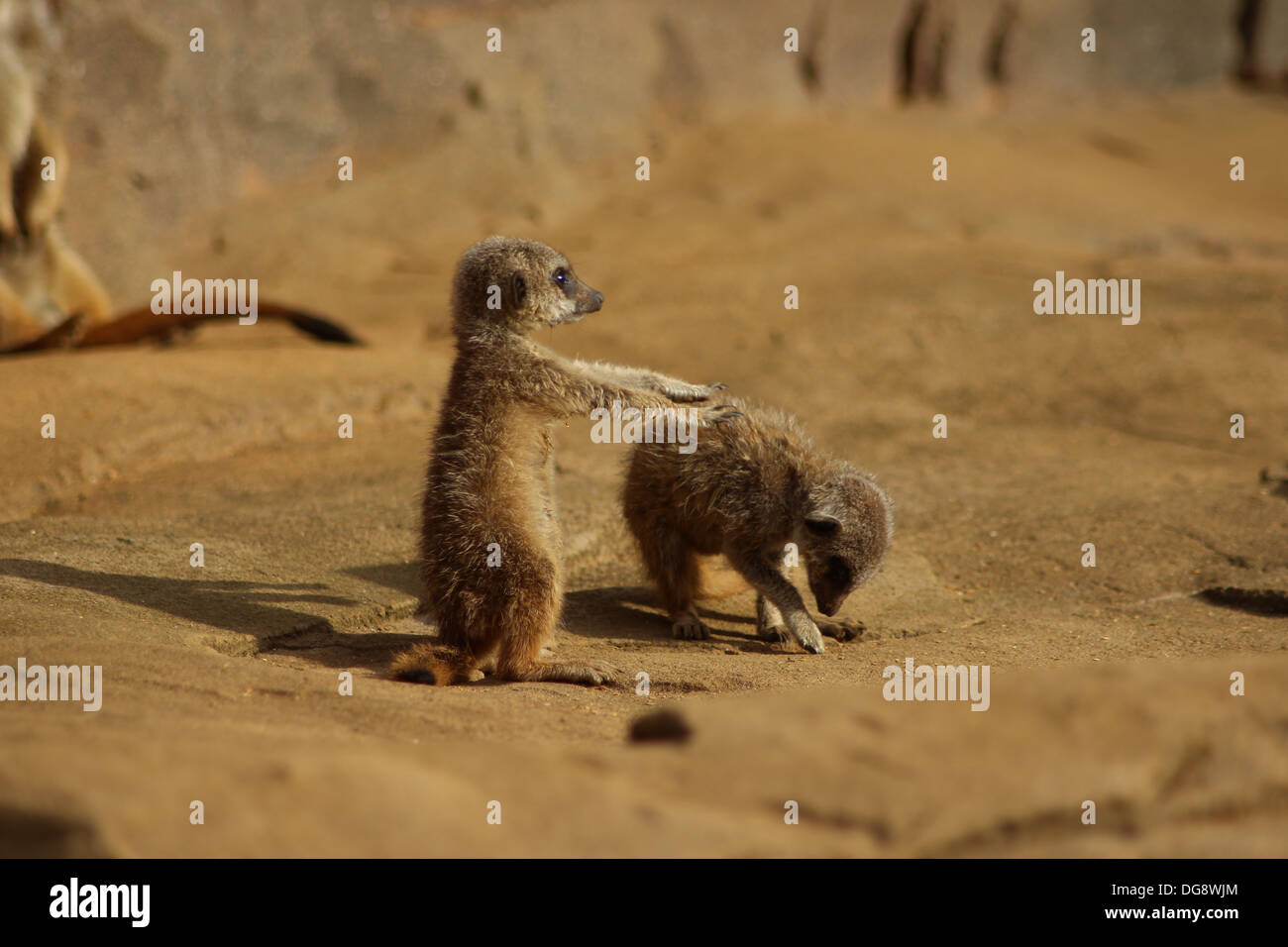 Slender-tailed, or grey meerkats, weigh about 0.9kg when fully grown ...