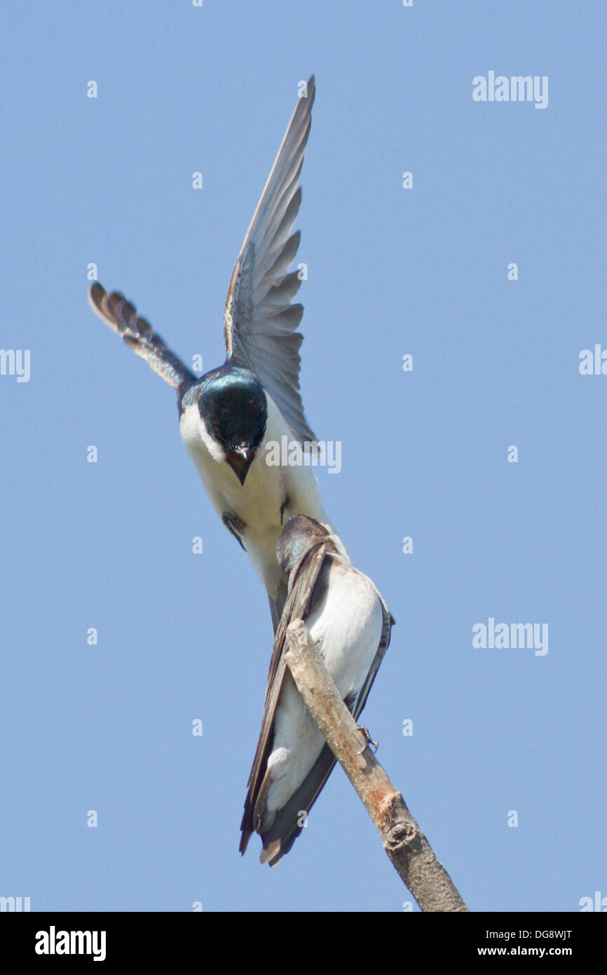 Male Tree Swallow flys to female.(Tachycineta bicolor).San Joaquin ...