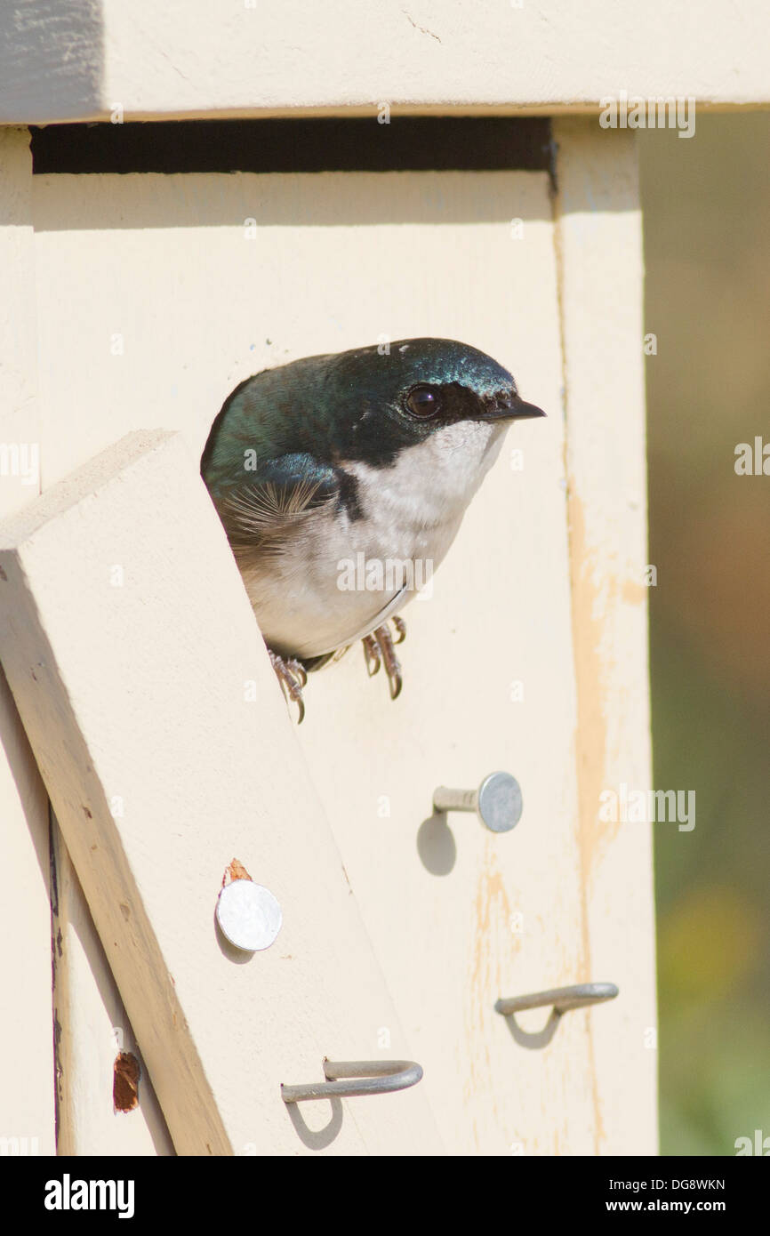 Tree Swallow emerges from nesting box.(Tachycineta bicolor).San Joaquin ...