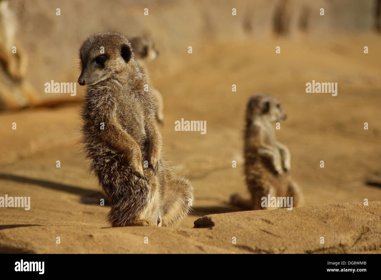 Slender-tailed, or grey meerkats, weigh about 0.9kg when fully grown ...