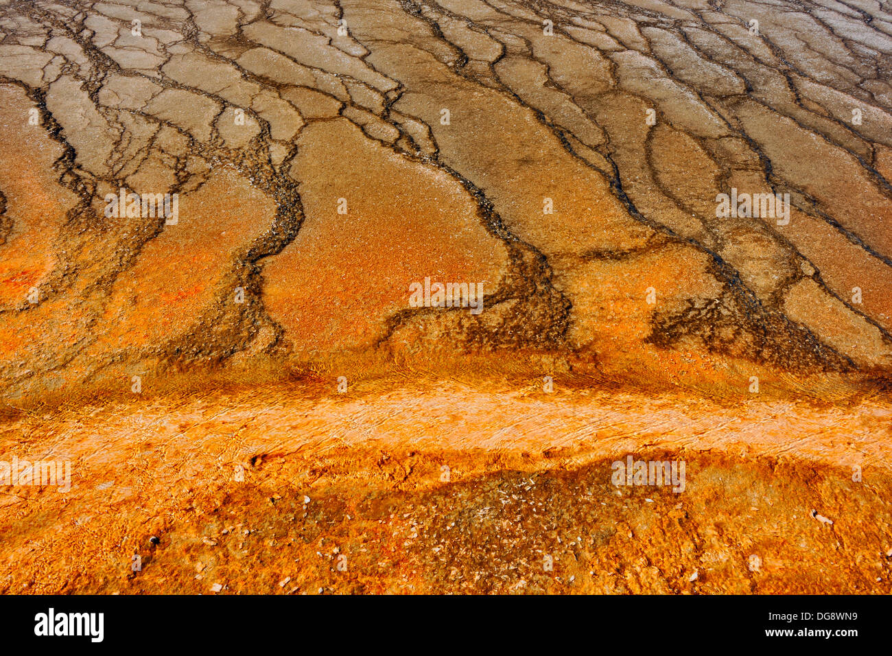 Thermophilic algae colonies near Grand Prismatic Spring in the Midway ...