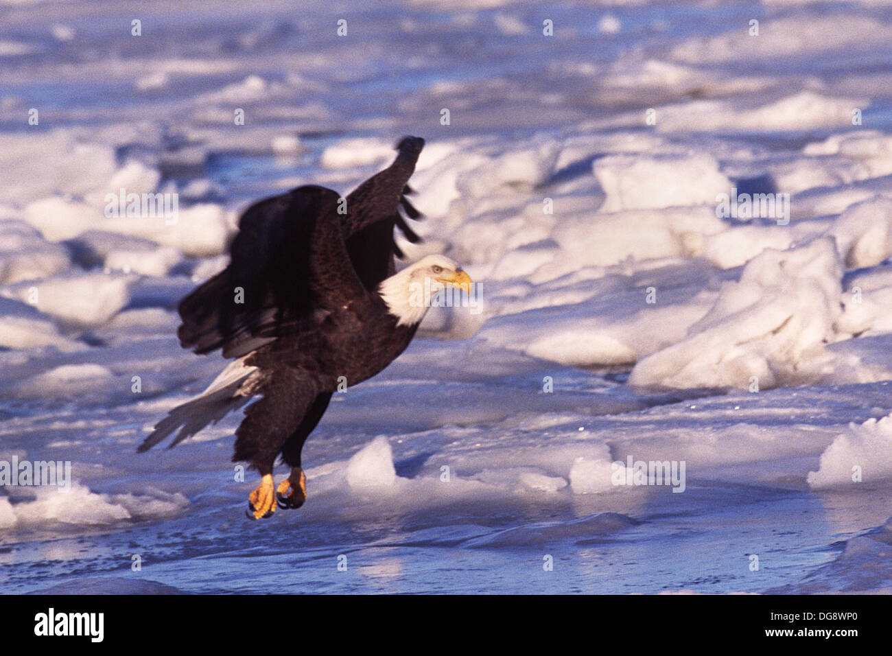 Talons extended hi-res stock photography and images - Alamy