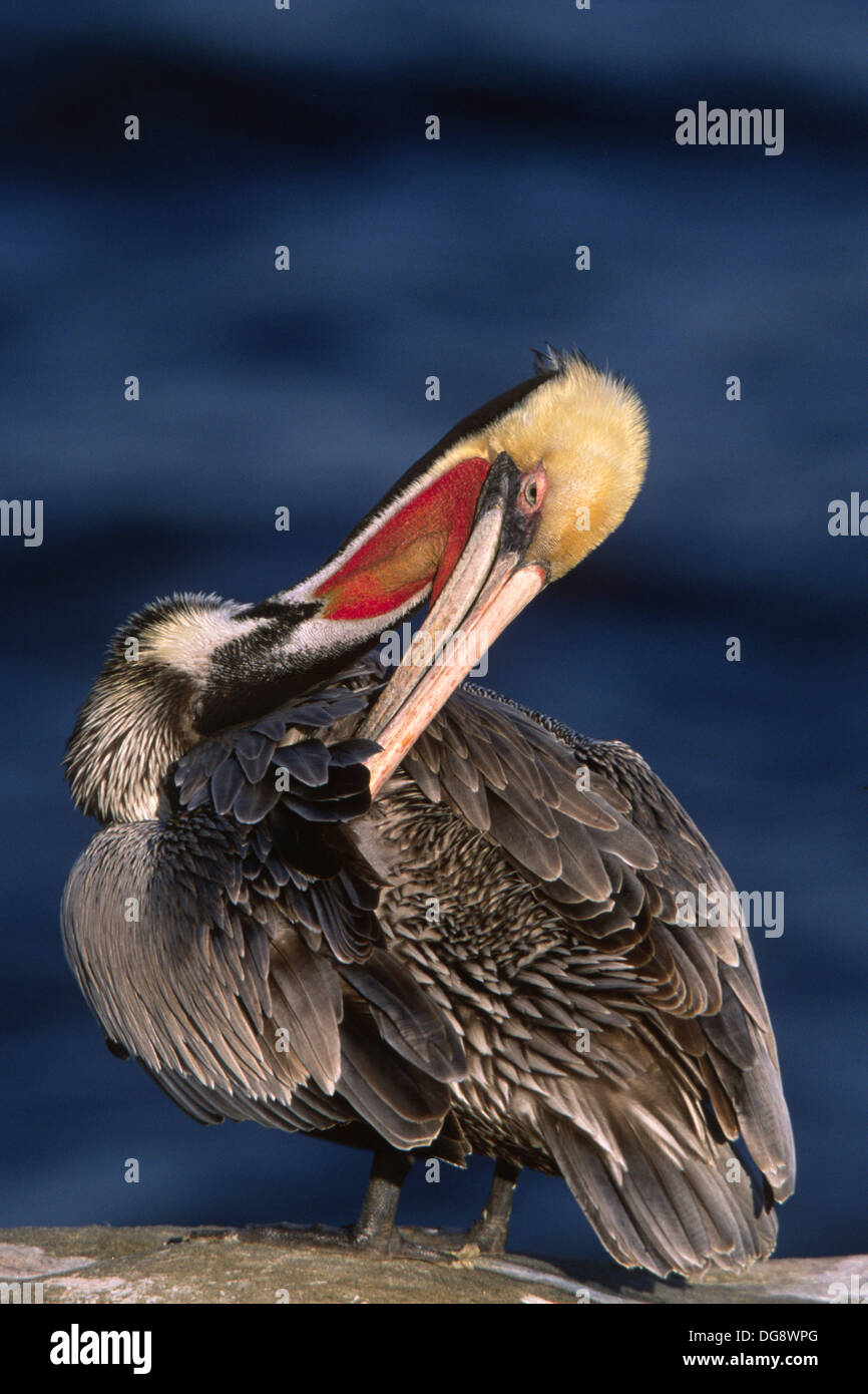Brown Pelican in full breeding colors grooming its feathers.(Pelecanus ...