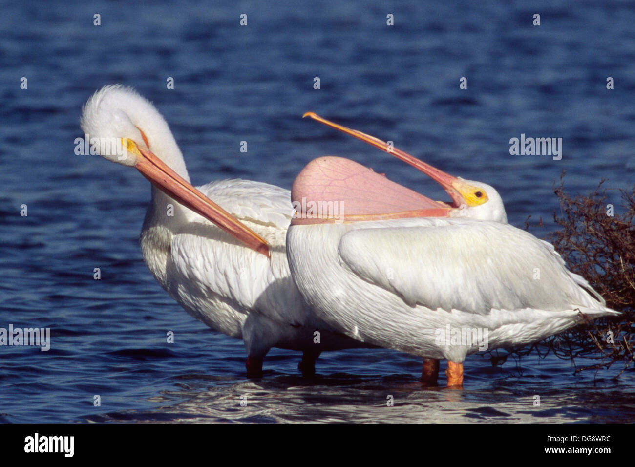 Birds stomach hi-res stock photography and images - Alamy