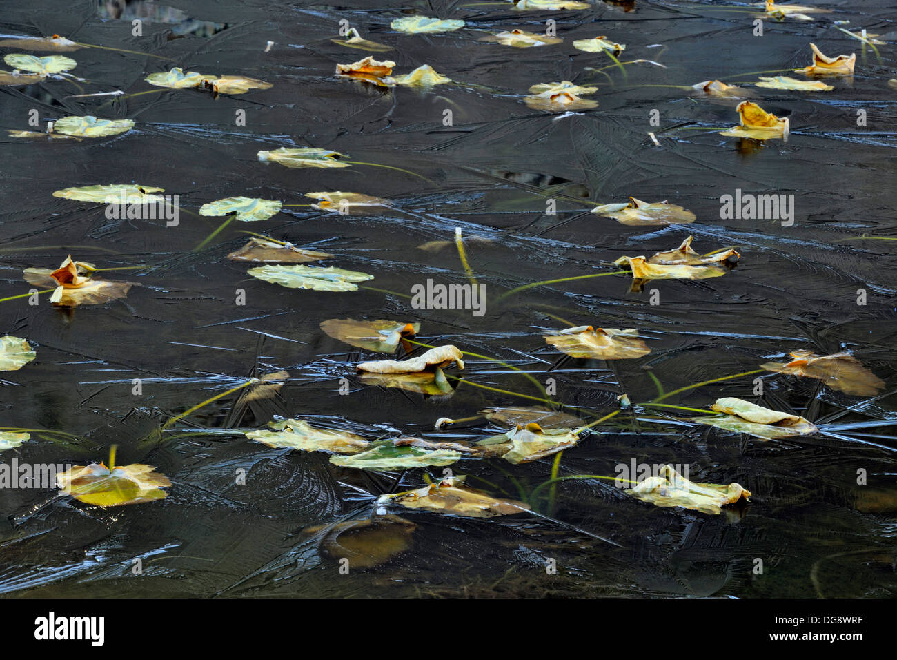 Isa Lake on the Continental Divide with late summer lily pads trapped ...