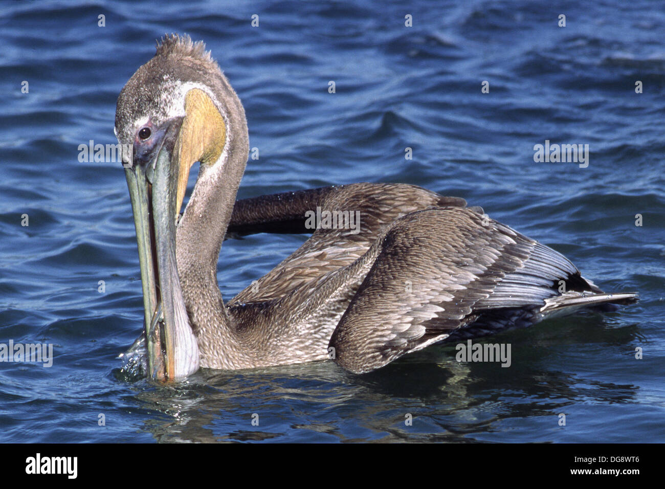 Pelican pouch fish hi-res stock photography and images - Alamy