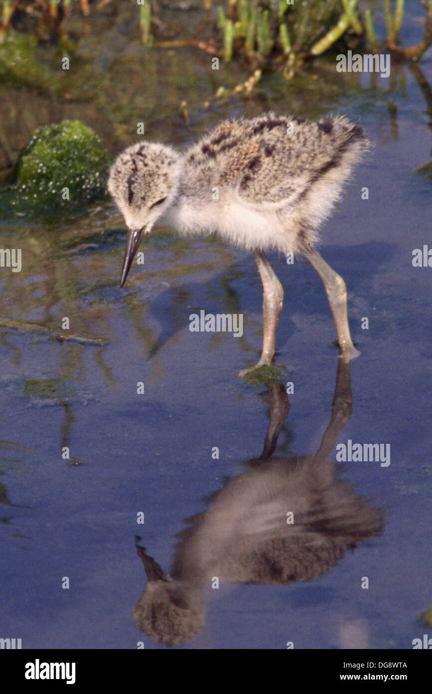Black-Necked Stilt chick wading with reflection.(Himantopus mexicanus ...