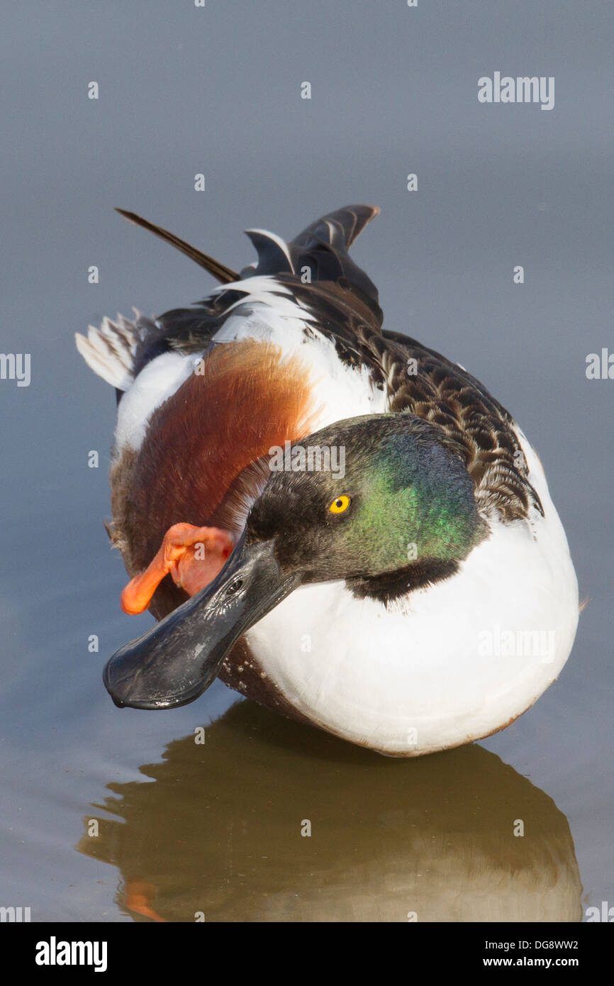 Male Northern Shoveler Duck scratchs itself with it's foot.(Anas ...