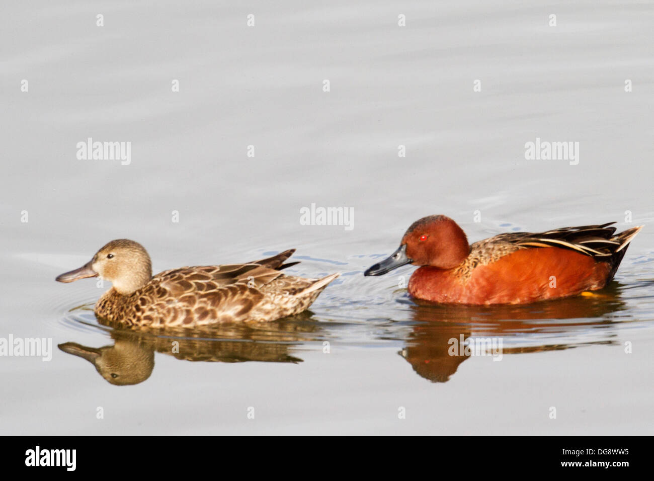 Cinnamon teal ducks hi-res stock photography and images - Alamy